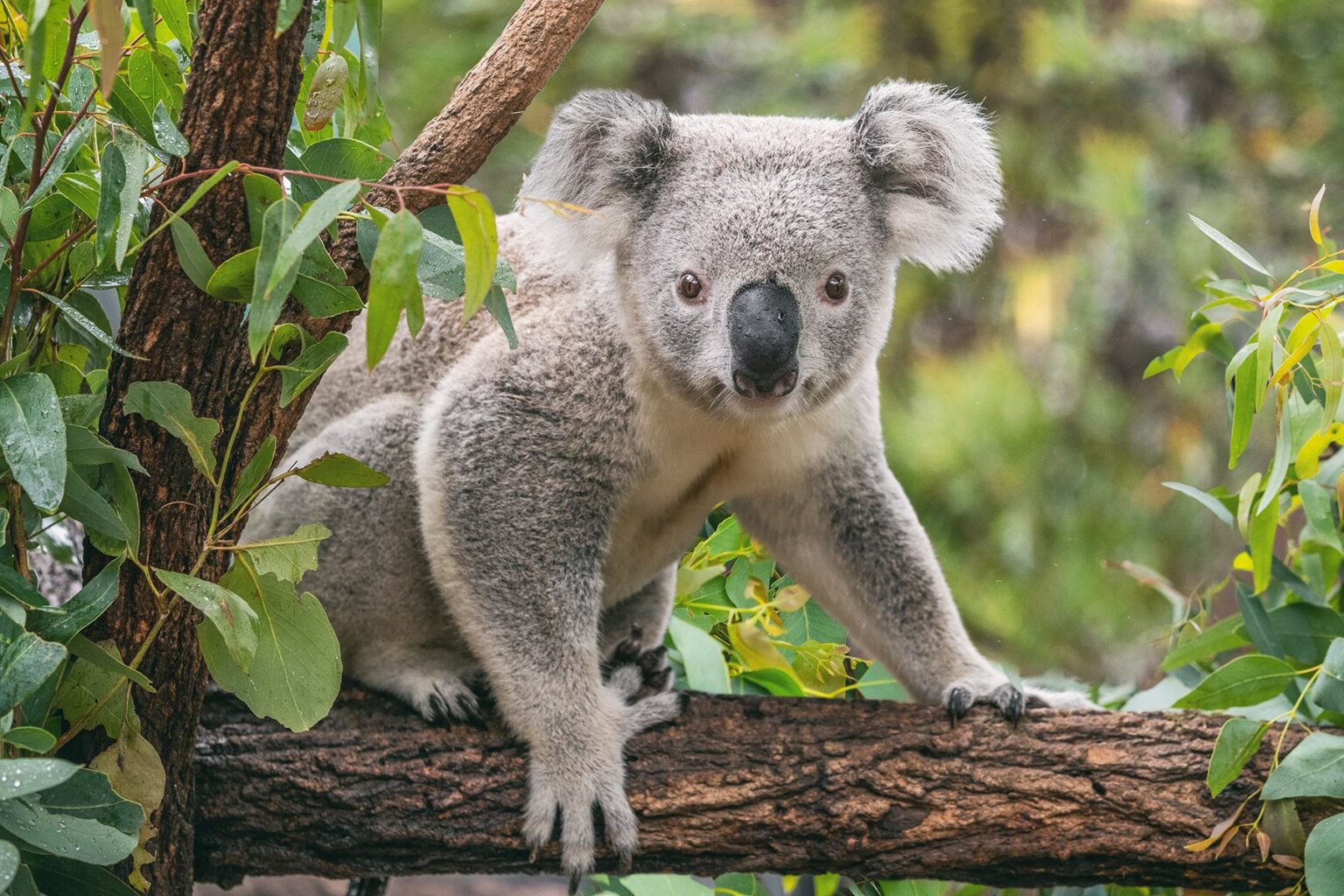 Koala có phải là gấu? Những sự thật thú vị về Koala - Saco Travel