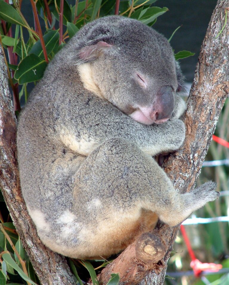 Koala có phải là gấu? Những sự thật thú vị về Koala - Saco Travel