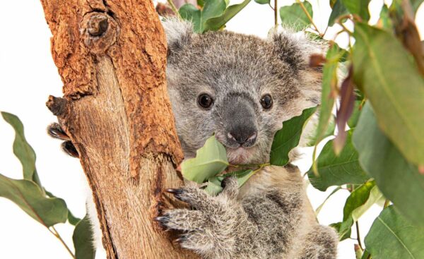 Koala có phải là gấu? Những sự thật thú vị về Koala - Saco Travel